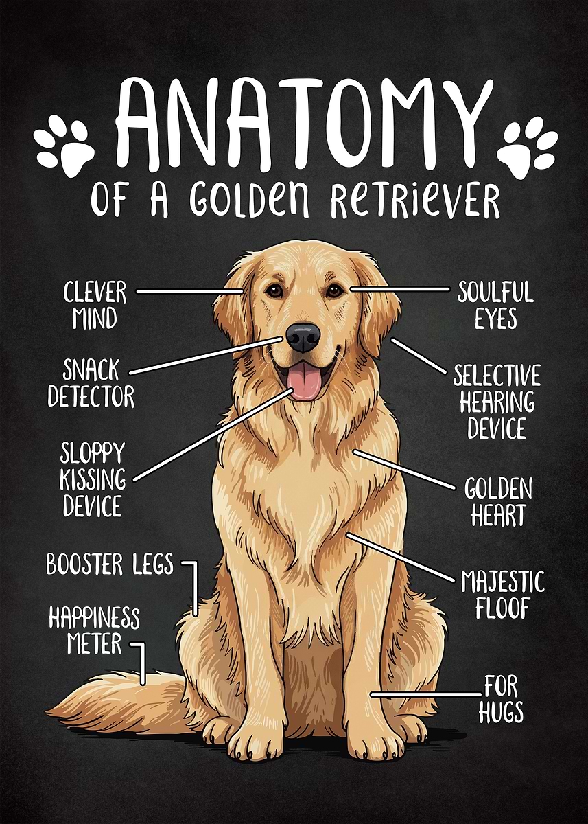 'Anatomy of a Golden Retriever' Poster, picture, metal print, paint by ...