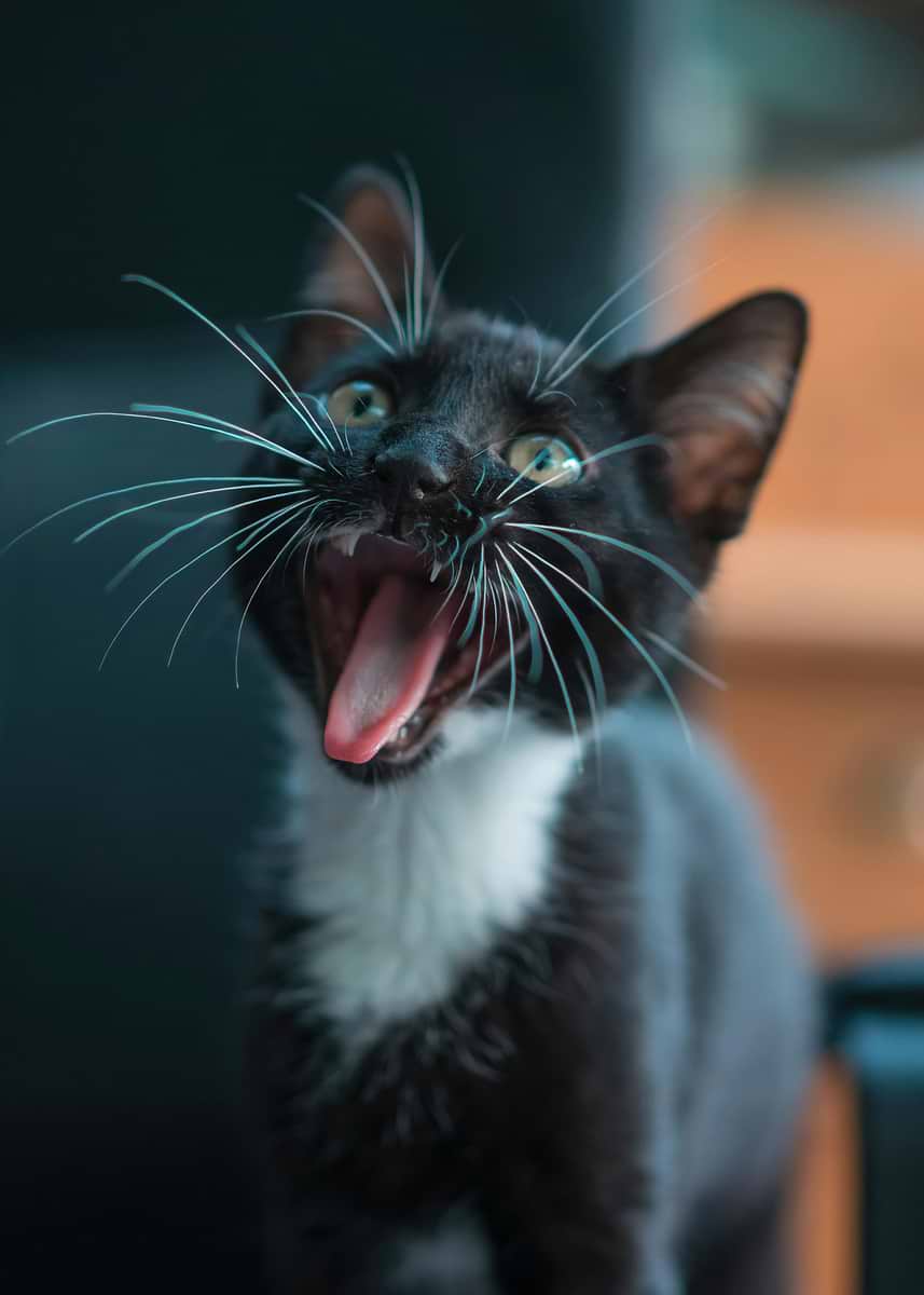 'Yawning Tuxedo Cat Portrait' Poster, picture, metal print, paint by ...