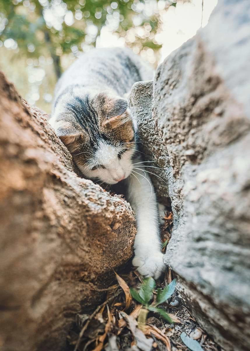 'Cat Climbing Between Rocks' Poster, picture, metal print, paint by ...