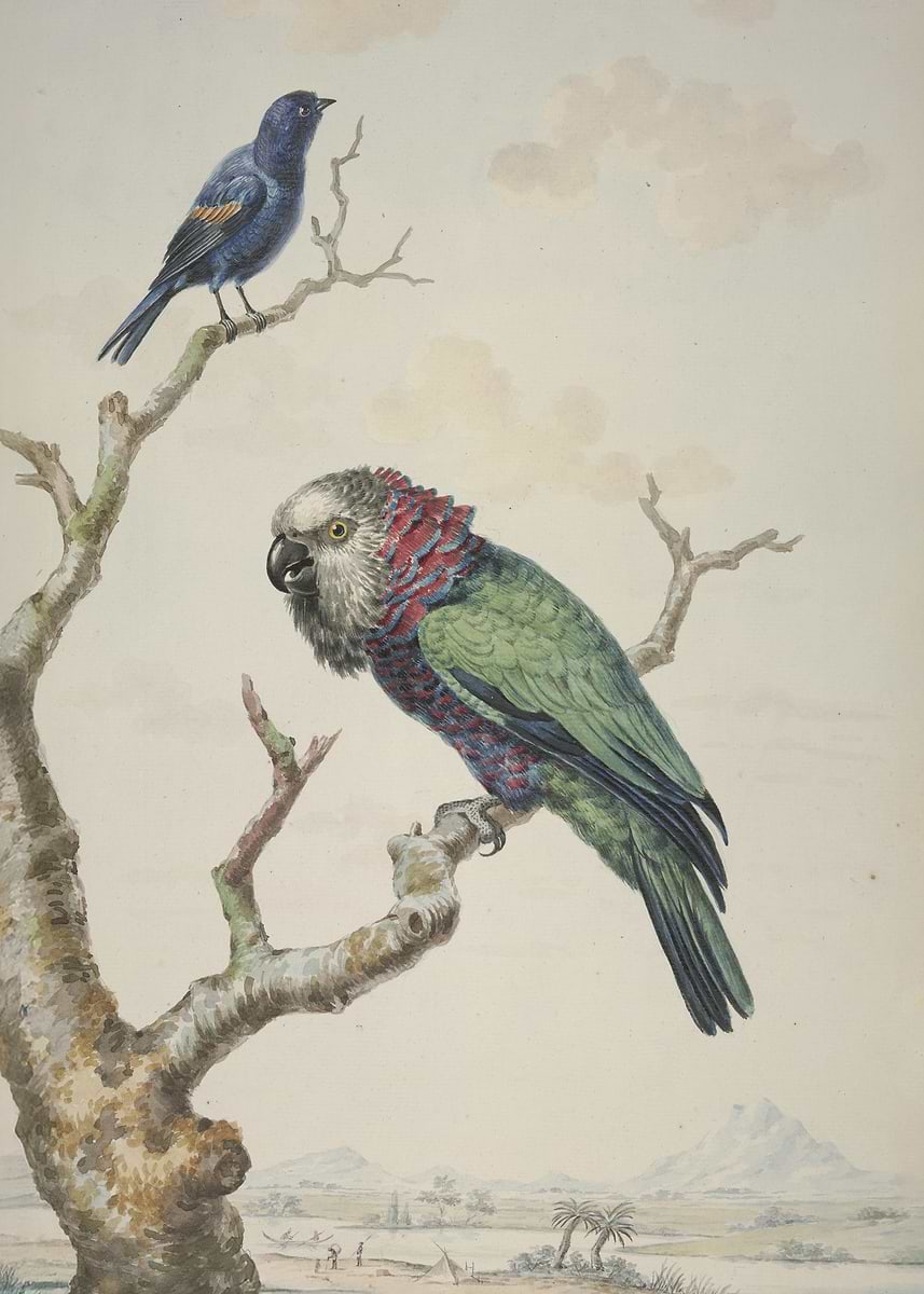 'Green parrot with red ruff and a blue raven' Poster, picture, metal ...