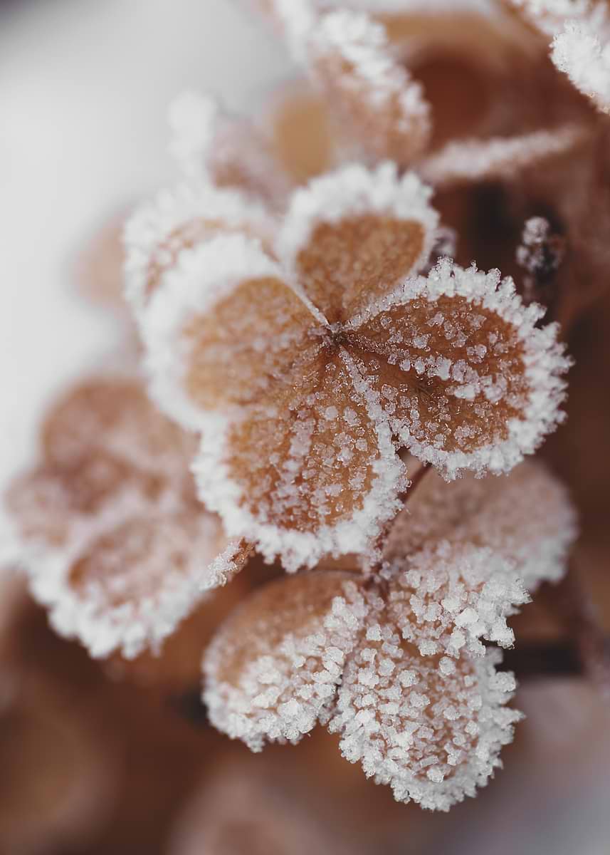 'Frozen Hydrangea Blossom, Art Photography' Poster, picture, metal ...