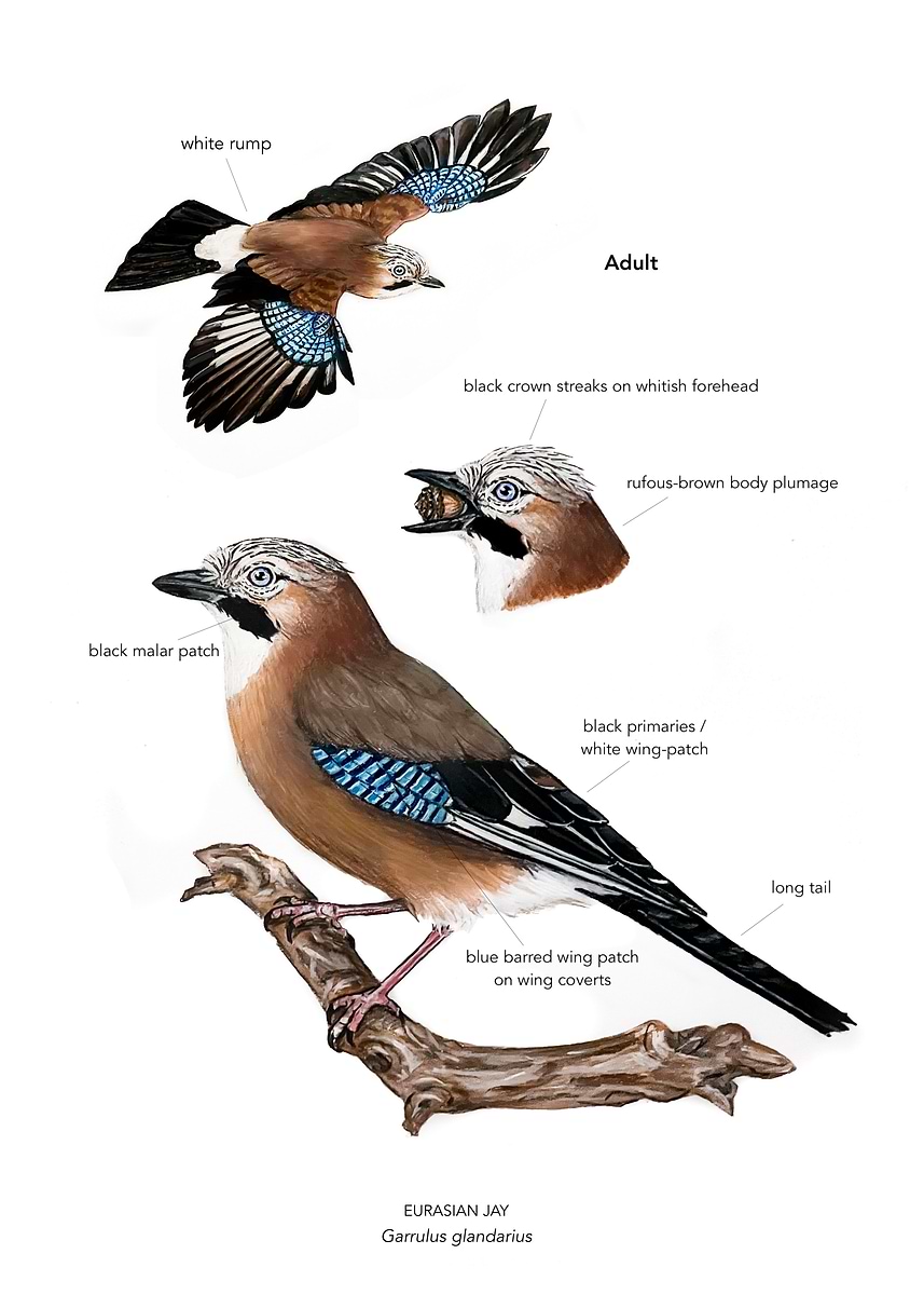 'Eurasian Jay Bird Illustration' Poster, picture, metal print, paint by ...