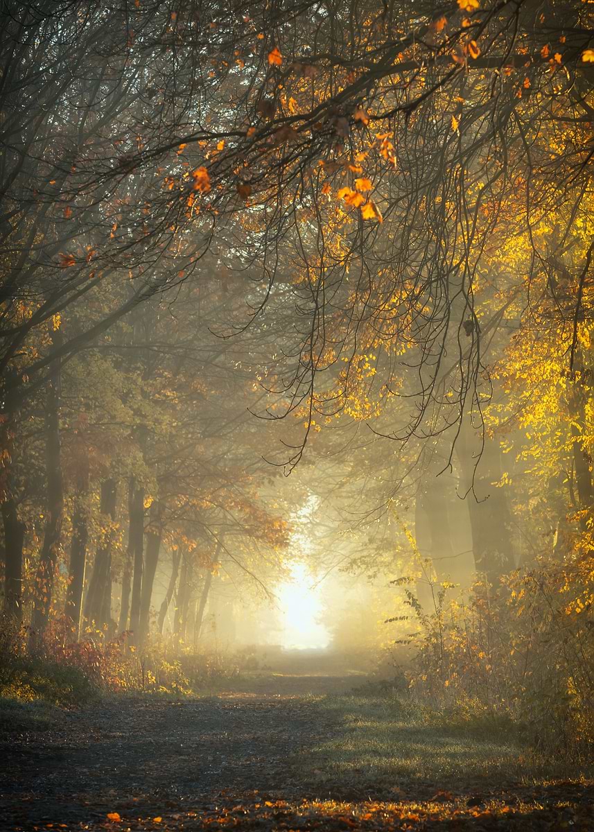 'Autumn Path Through Misty Forest' Poster, picture, metal print, paint ...