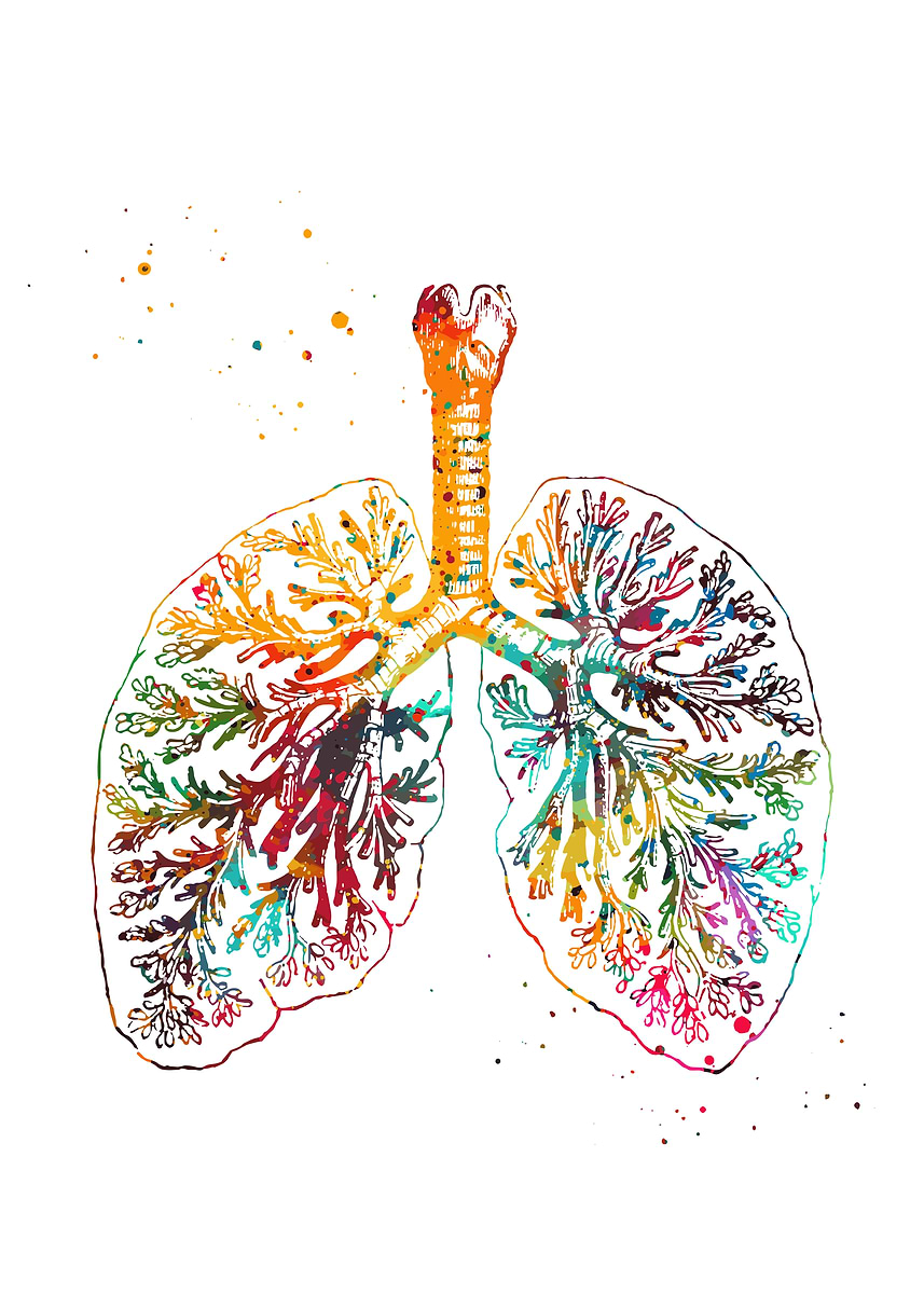 'Watercolor Lungs Anatomy Art Print' Poster, picture, metal print ...