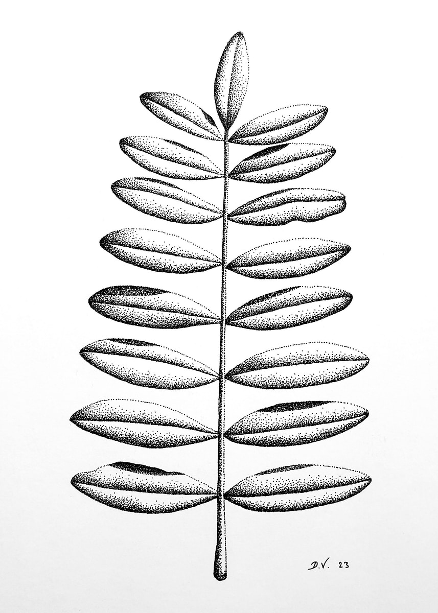 'Leaf Stippling Art' Poster, picture, metal print, paint by ...