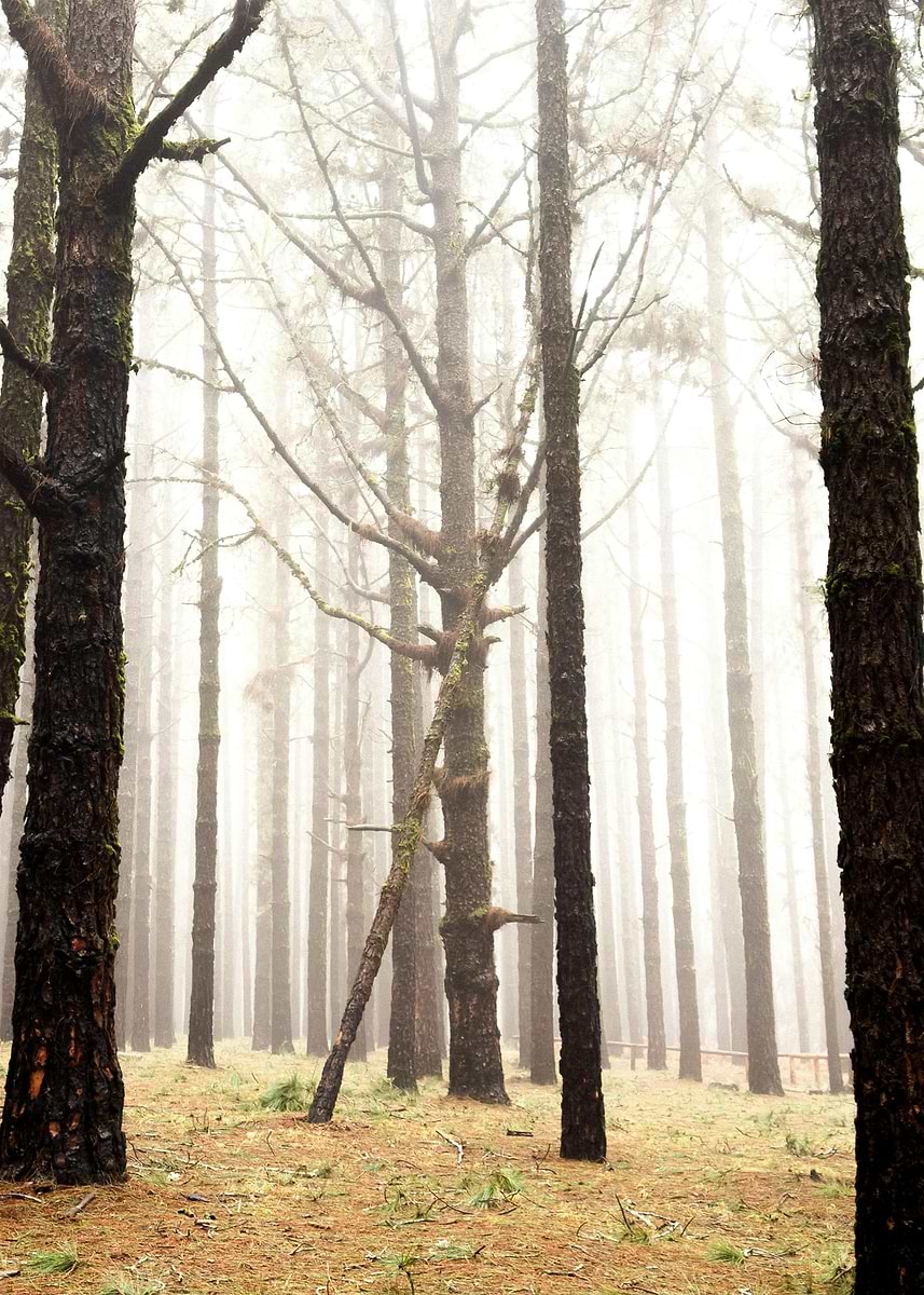'Misty Forest of Tall Trees' Poster, picture, metal print, paint by ...