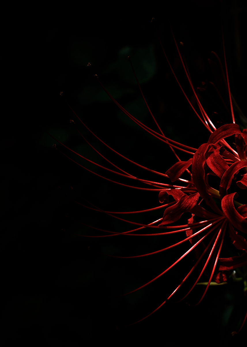 'Red Spider Lily on Black Background' Poster, picture, metal print ...