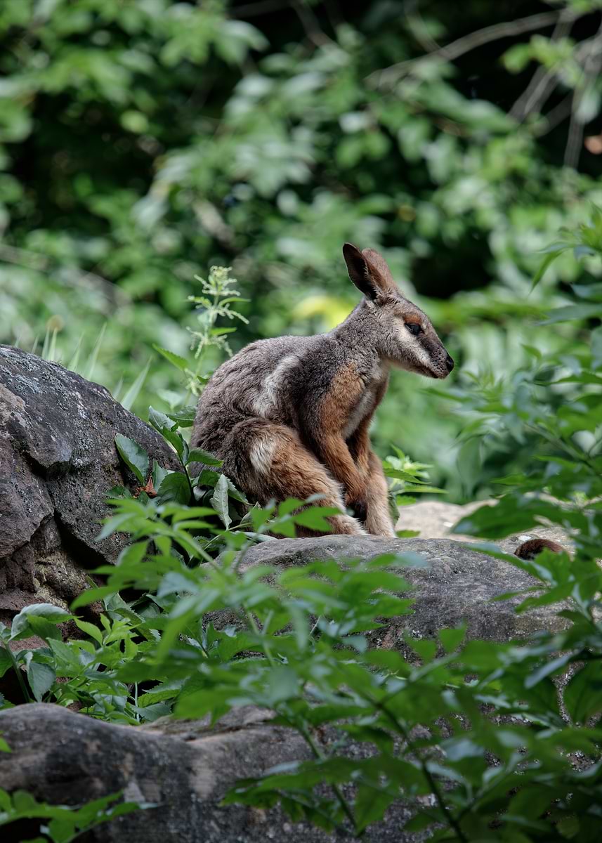 'Wallaby in a Lush Green Setting' Poster, picture, metal print, paint ...