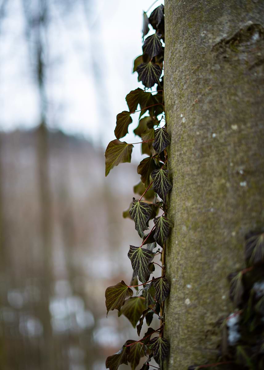 'Ivy on a tree trunk' Poster, picture, metal print, paint by RK ...