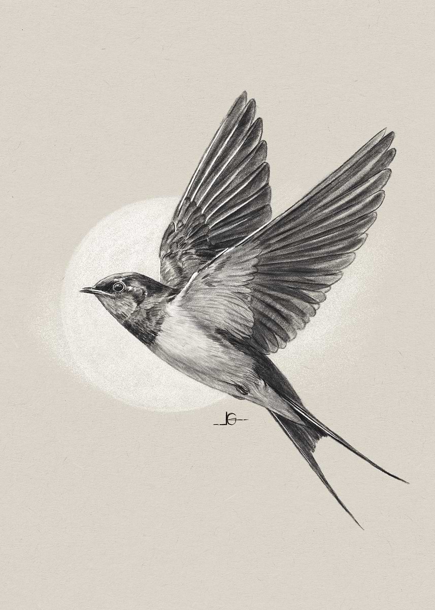 'Swallow in Flight Pencil Drawing' Poster, picture, metal print, paint ...