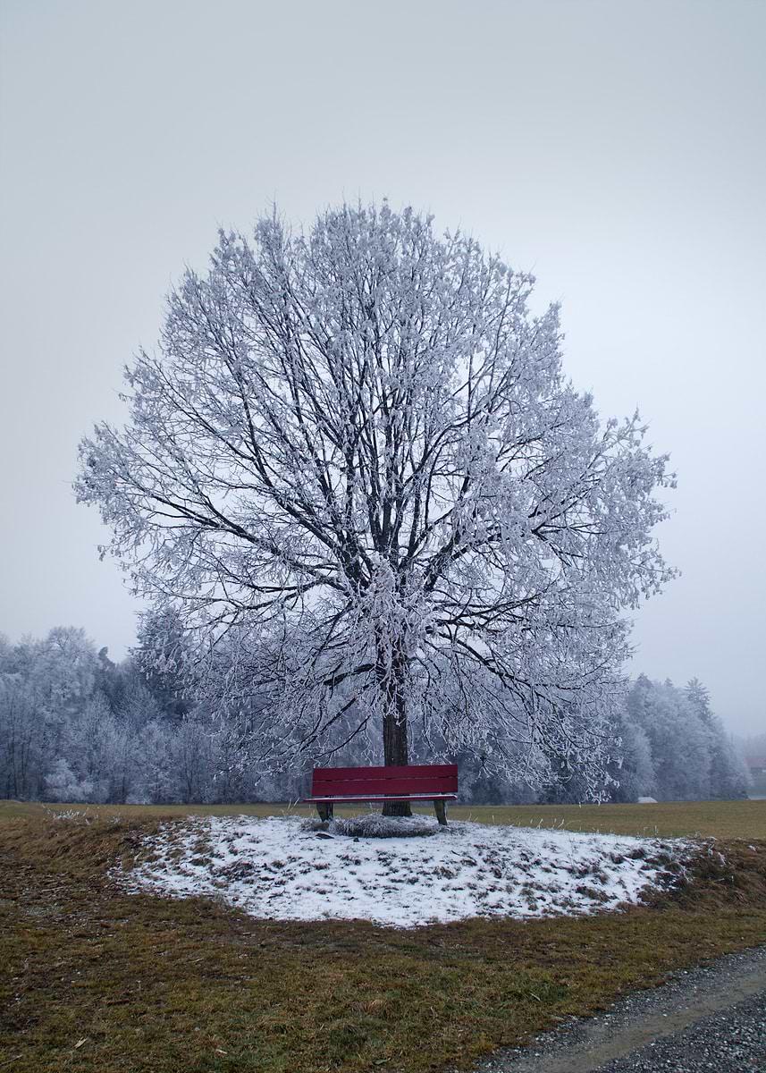 'Icy Winter Tree with Red Bench' Poster, picture, metal print, paint by ...