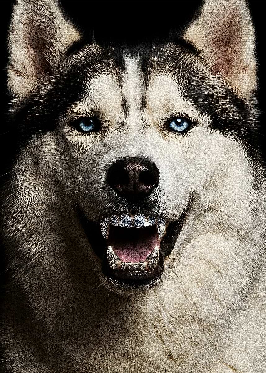 'Husky with Diamond Grill' Poster, picture, metal print, paint by Jaime ...
