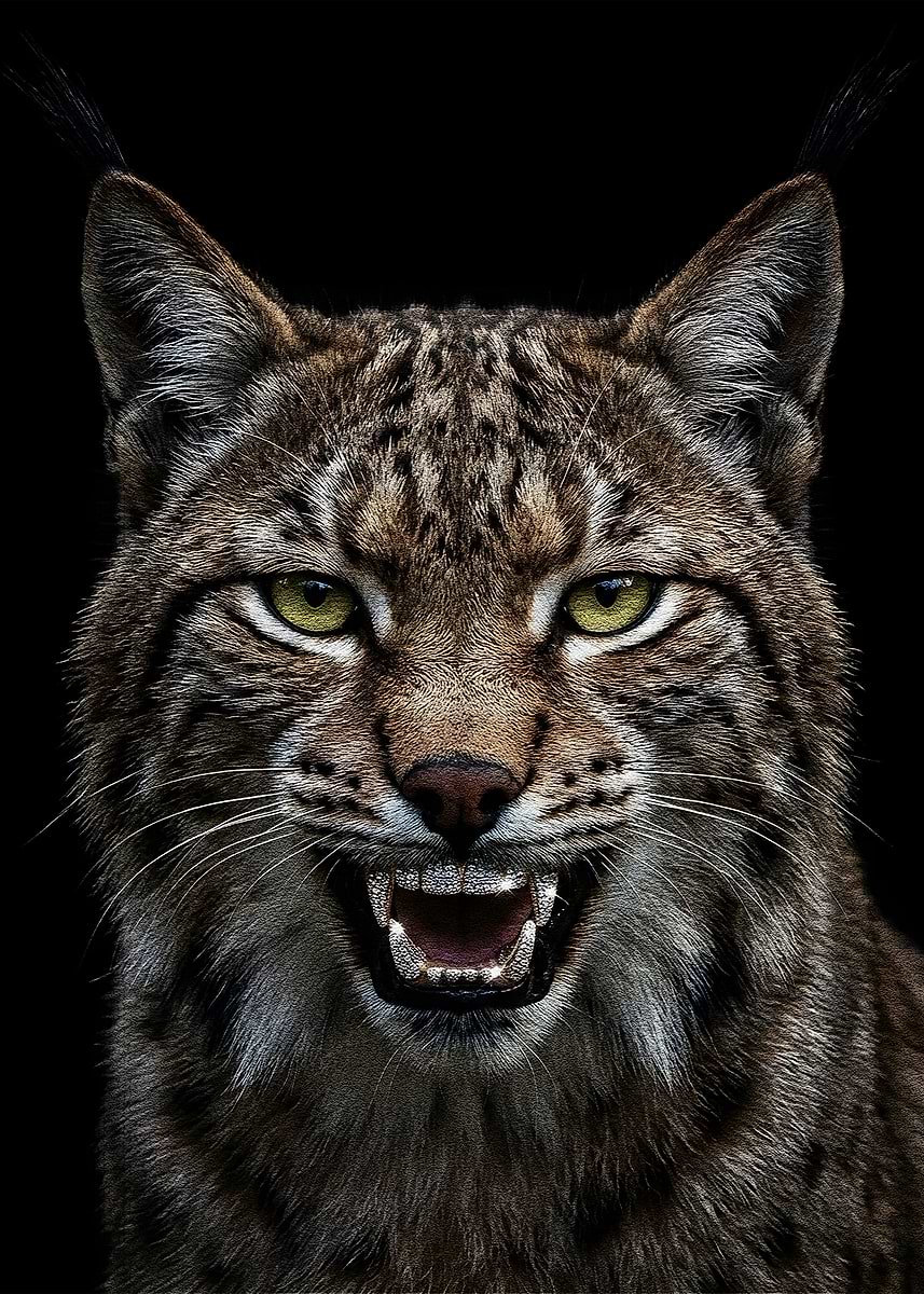 'Angry Lynx Portrait' Poster, picture, metal print, paint by Jaime ...