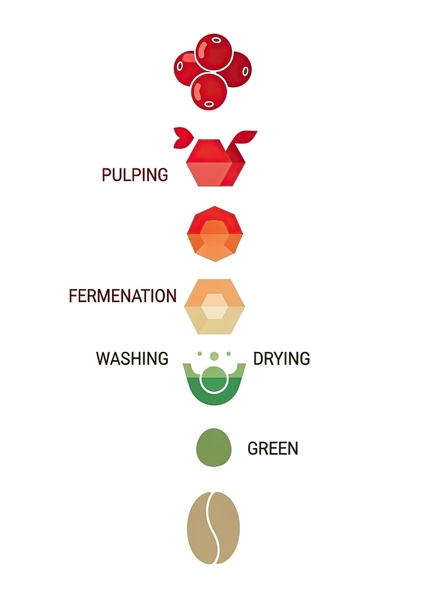 'Coffee Bean Processing Stages Illustration' Poster, picture, metal ...