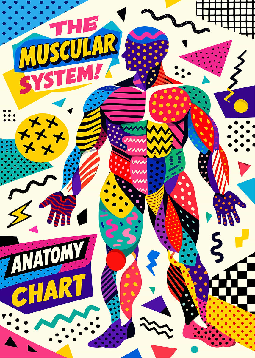 'Retro Muscular System Anatomy Chart' Poster, picture, metal print ...