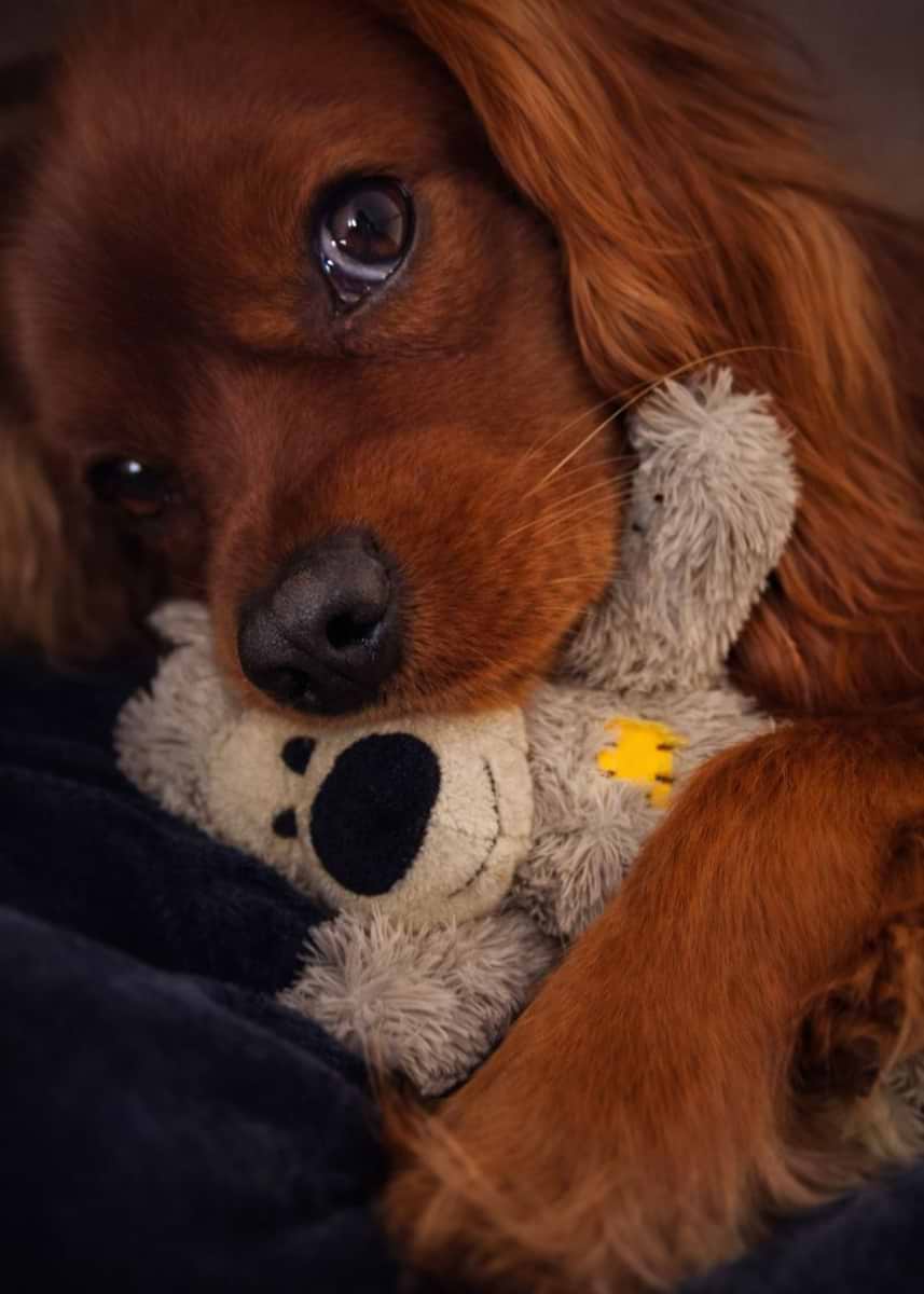''Comfort' Ruby Cavalier King Charles Spaniel' Poster, picture, metal ...