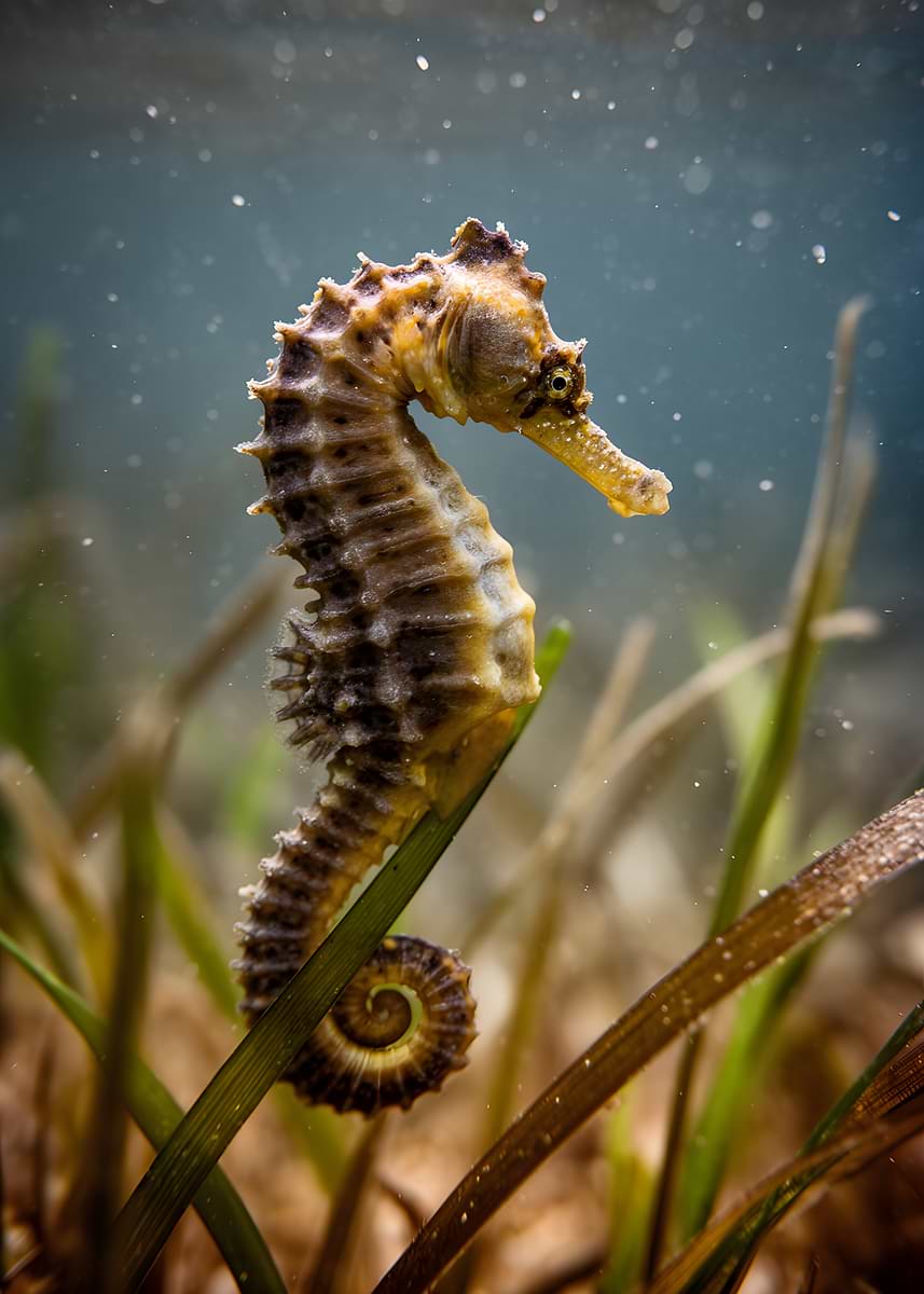 'Seahorse in Seagrass' Poster, picture, metal print, paint by ...