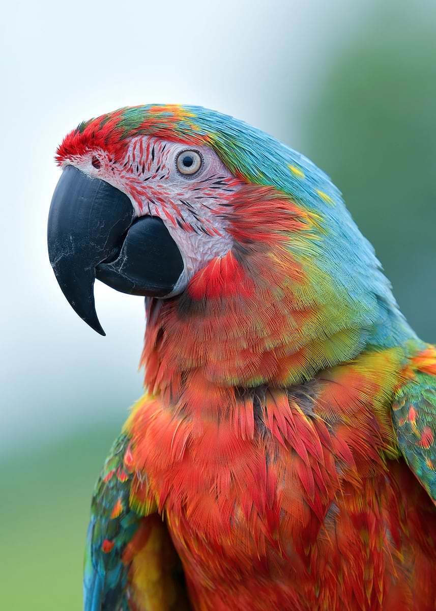 'Close-up of a Colorful Macaw Parrot' Poster, picture, metal print ...