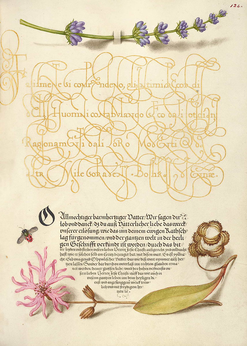 'Illuminated Manuscript with Botanical Illustrations' Poster, picture ...