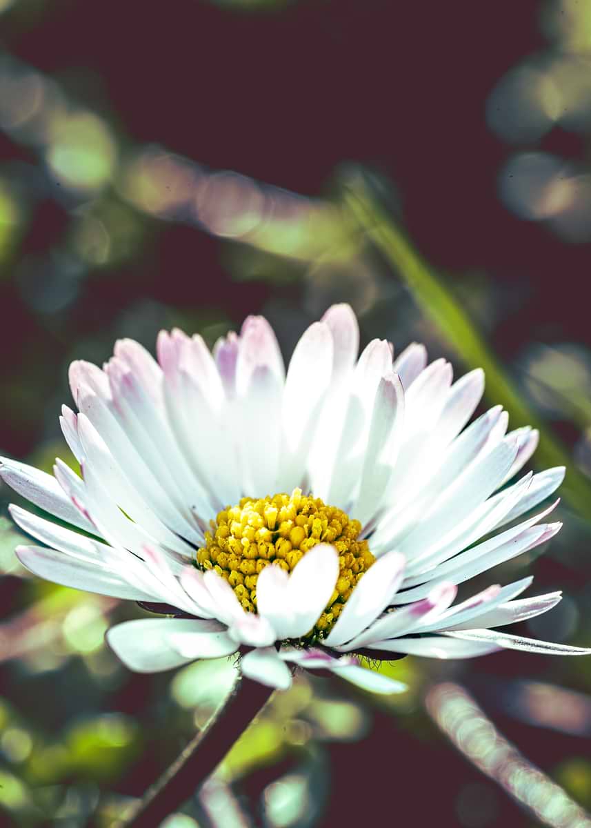 'Close-up of a Daisy Flower' Poster, picture, metal print, paint by ...