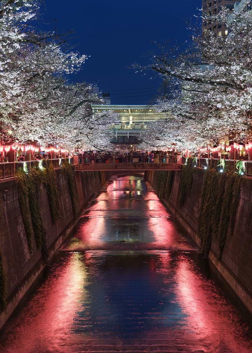 'Tokyo Meguro Cherry Blossoms Over a Canal at Night' Poster, picture ...
